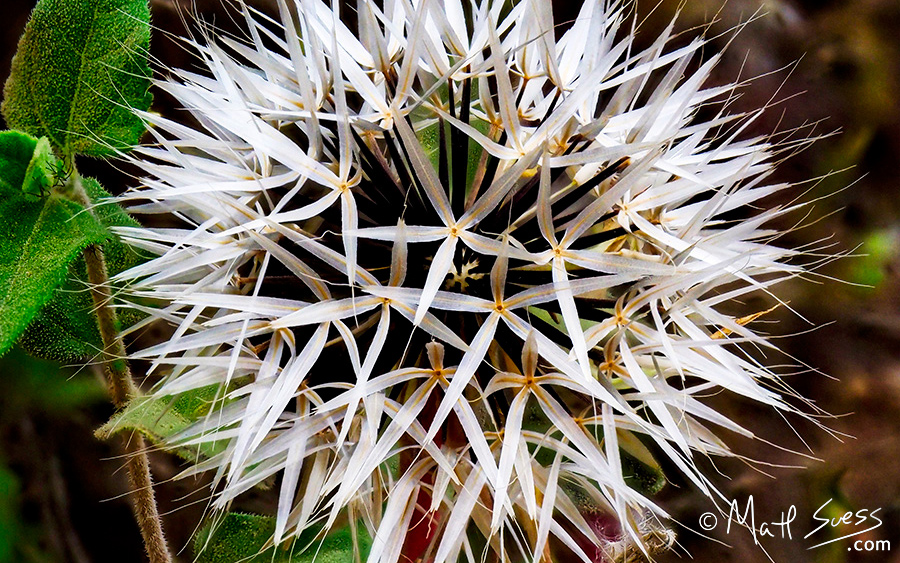 Focus Stacking In-Camera with Olympus OM-D E-M1X - First Shots