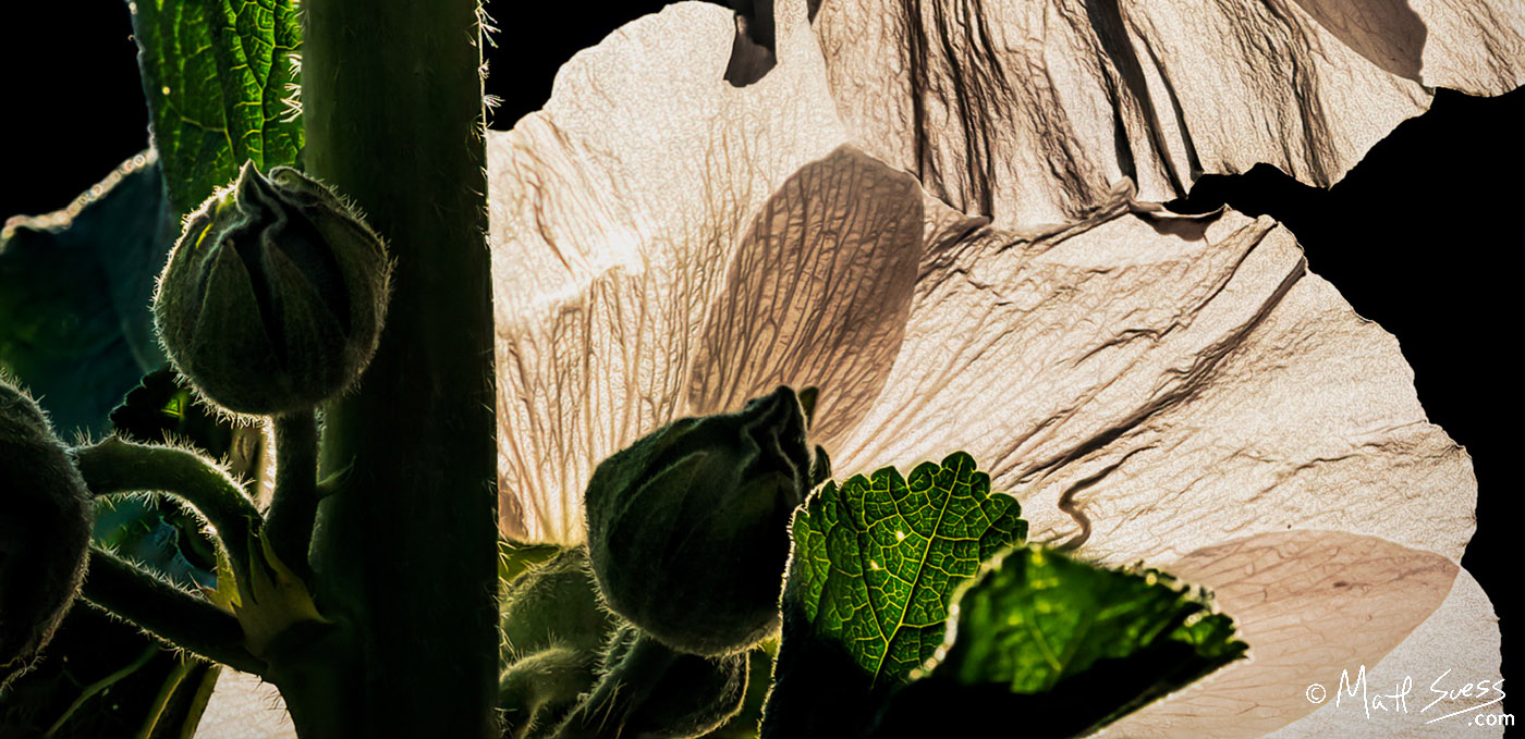 Hollyhock Flower with Olympus Focus Stacking II - Matt Suess Photography