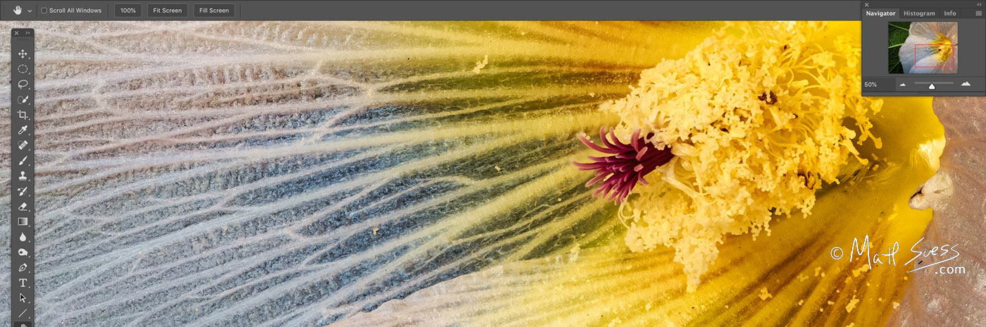 Hollyhock Flower with Olympus Focus Stacking - Matt Suess Photography
